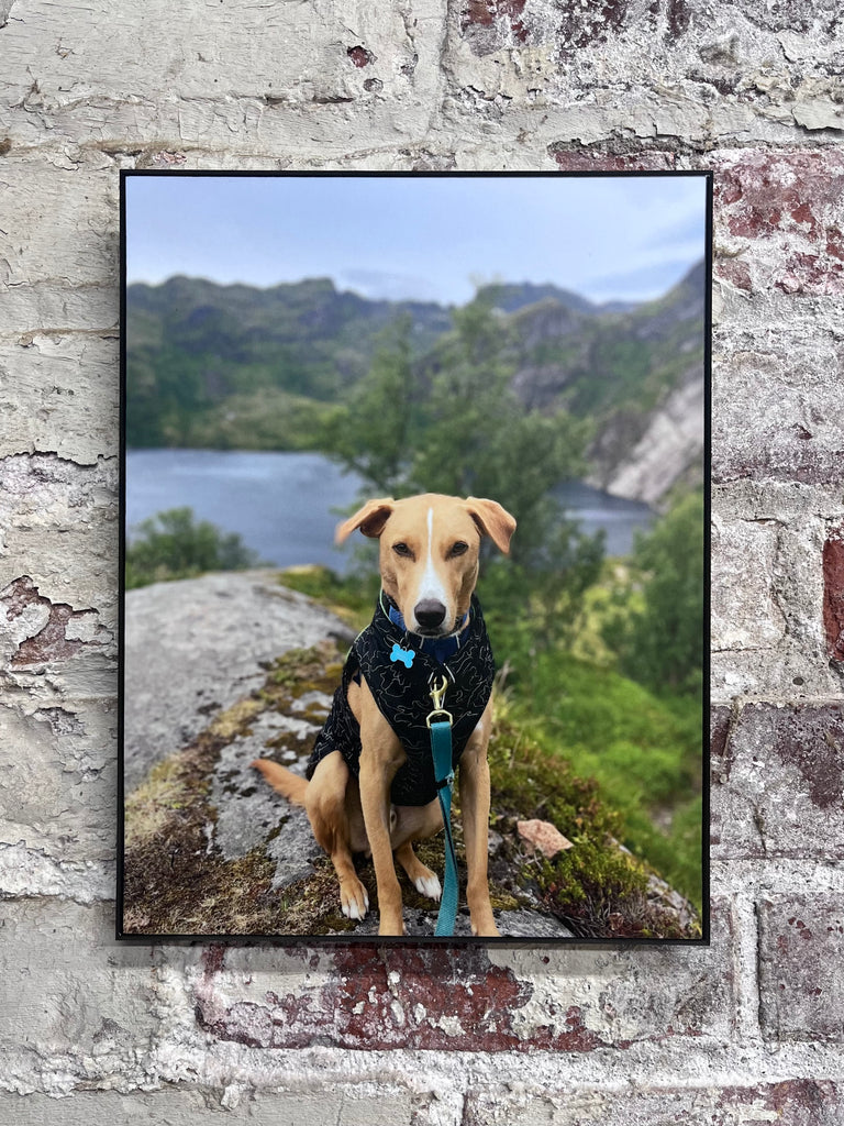 Plak Mount – Super Plak Inc.